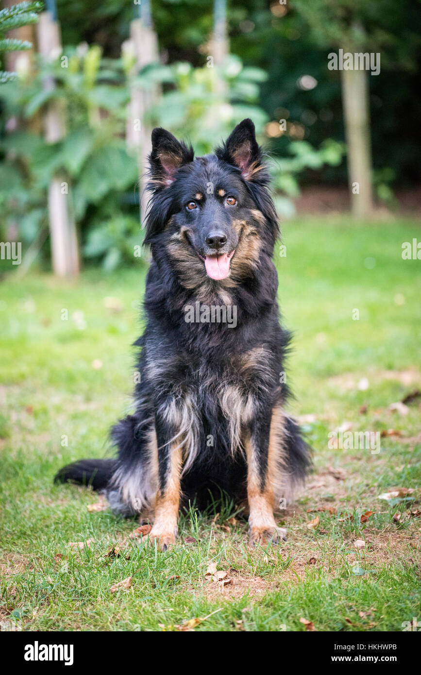 Ritratto Chodsky Pes Immagini e Fotos Stock - Alamy