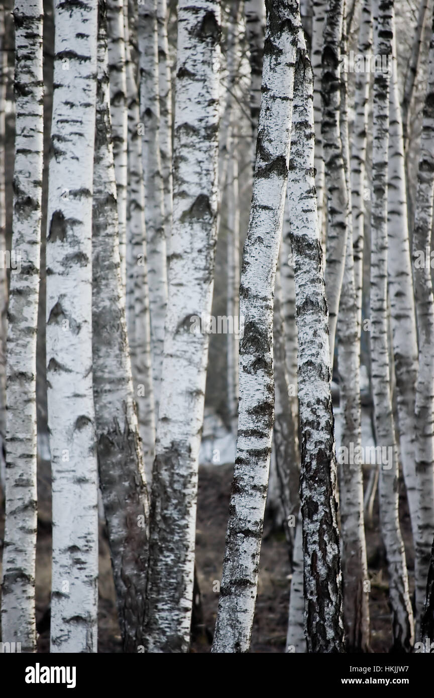 Albero di betulla immagini e fotografie stock ad alta risoluzione - Alamy