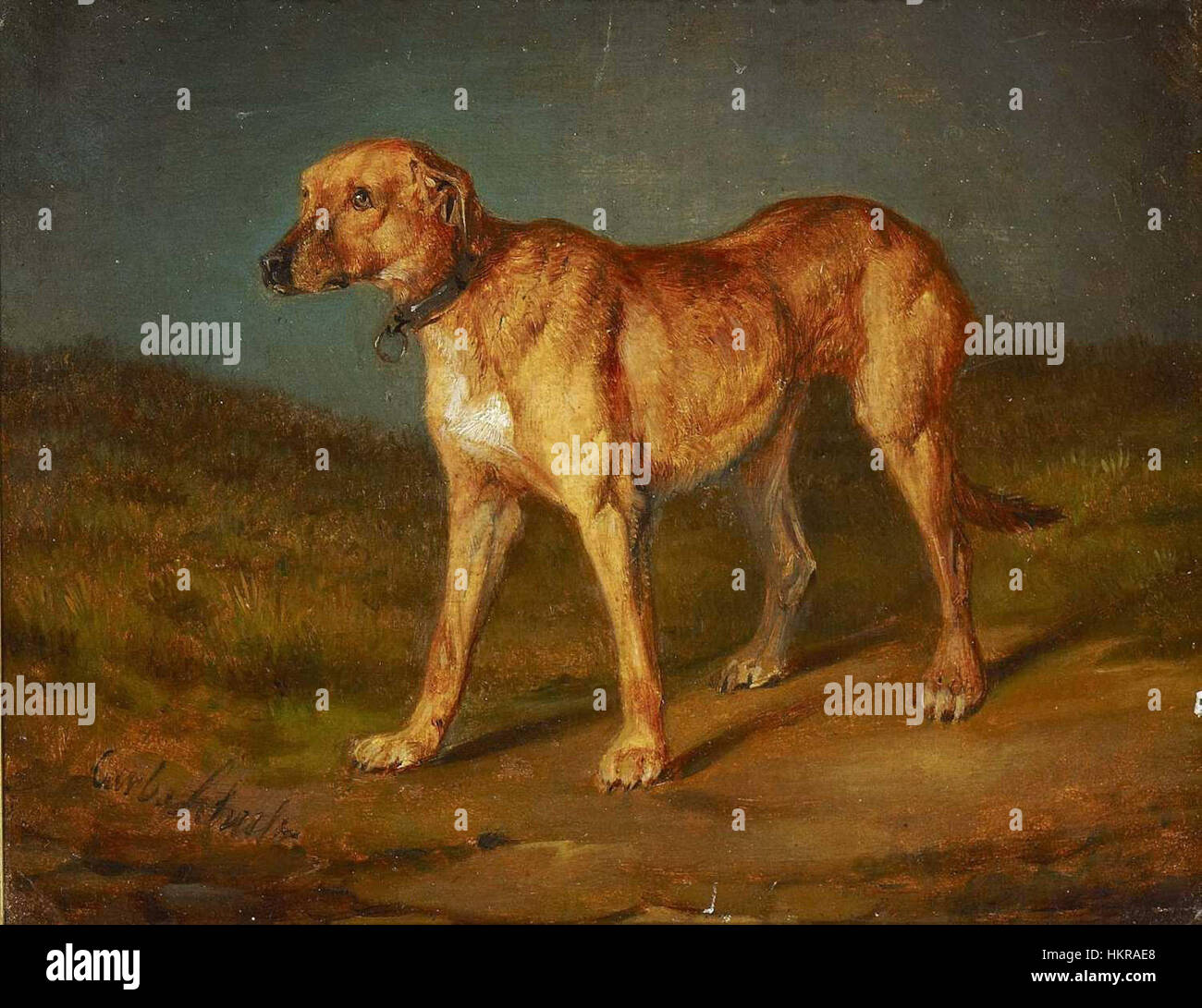 Rhodesian ridgeback disegno immagini e fotografie stock ad alta ...