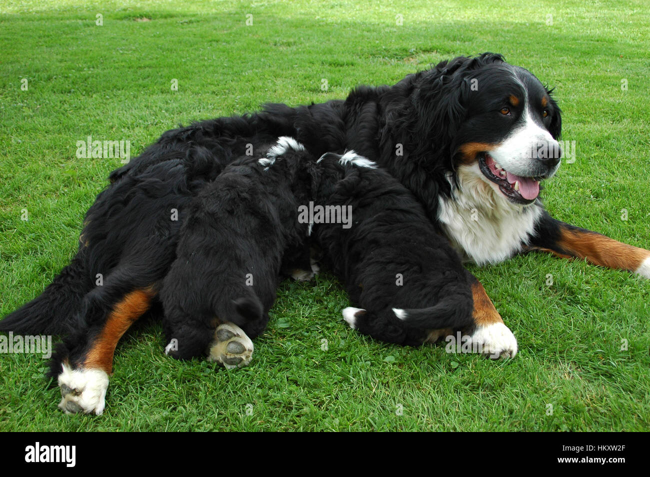 Cuccioli di montagna bernese immagini e fotografie stock ad alta ...
