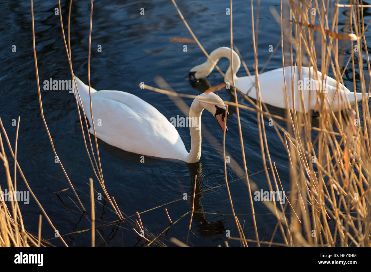 Habitat e primavera dei cigni immagini e fotografie stock ad alta ...