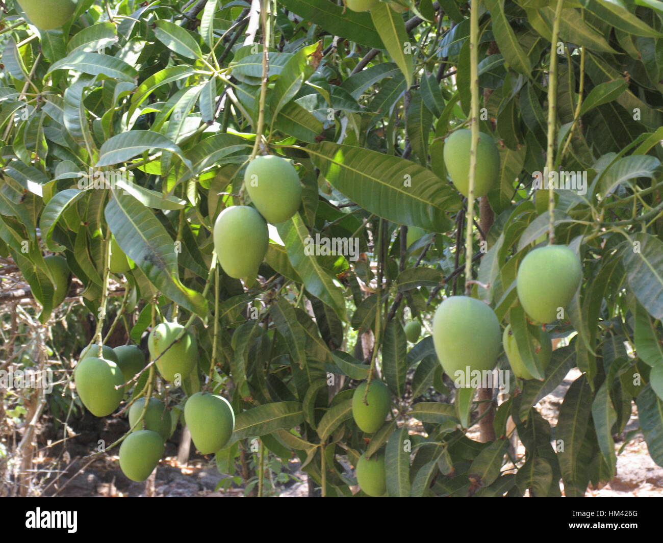 Mango tree mangifera indica fruits immagini e fotografie stock ad alta ...