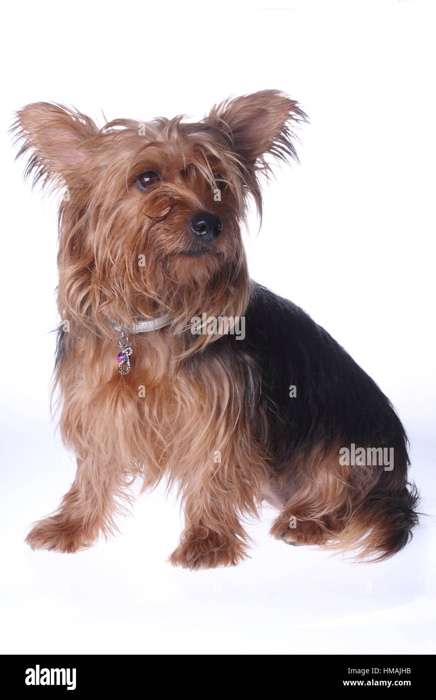 Pedigree yorkshire terrier immagini e fotografie stock ad alta ...