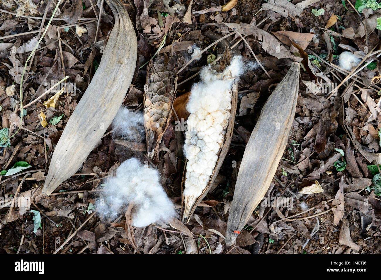 Kenya, fibra frutto di ebano o cosiddetti cotton tree / Frucht des ...