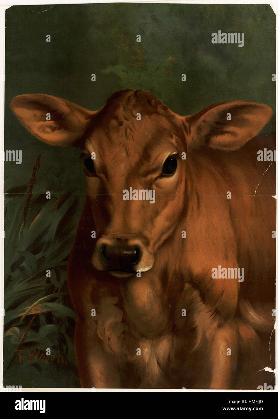 Testa di vitello immagini e fotografie stock ad alta risoluzione - Alamy