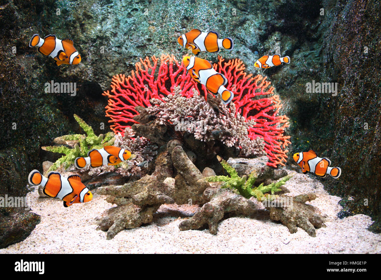 Mare dei coralli e pesci pagliaccio in acquario marino Foto stock - Alamy