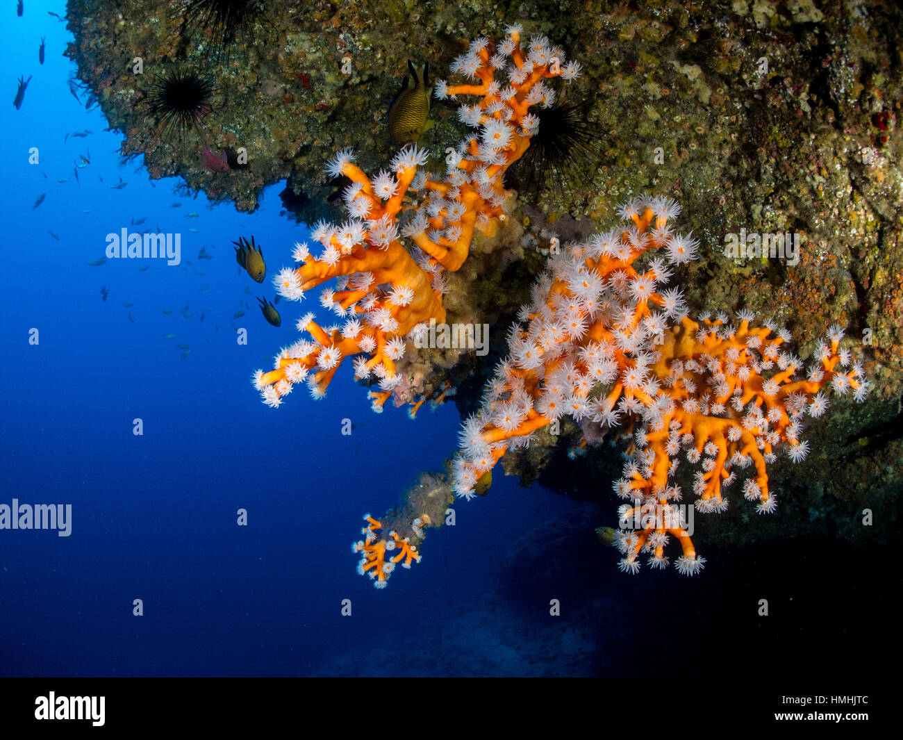 Arancio corallo dendrophyllia ramea immagini e fotografie stock ad alta ...