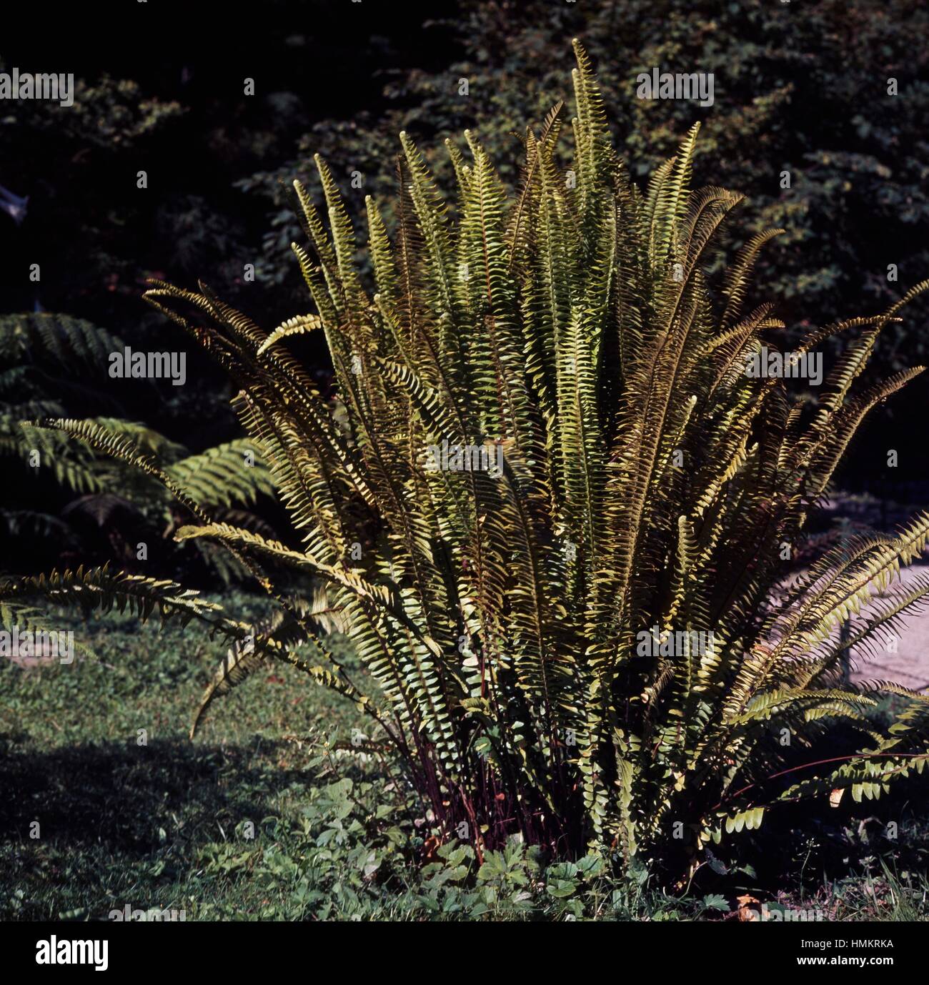 Nephrolepis sp immagini e fotografie stock ad alta risoluzione - Alamy