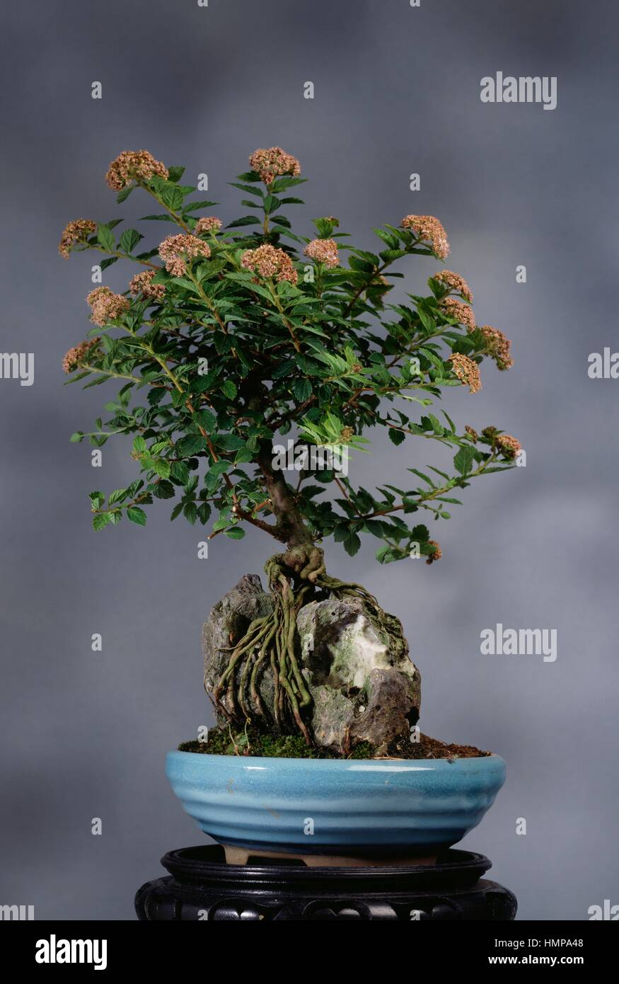 Bonsai fagus crenata immagini e fotografie stock ad alta risoluzione - Alamy
