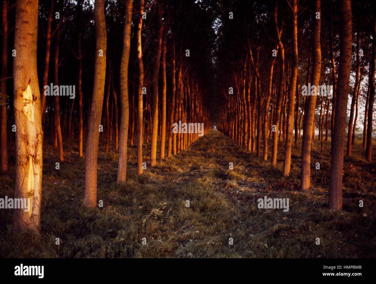 Populus a canadensis immagini e fotografie stock ad alta risoluzione - Alamy