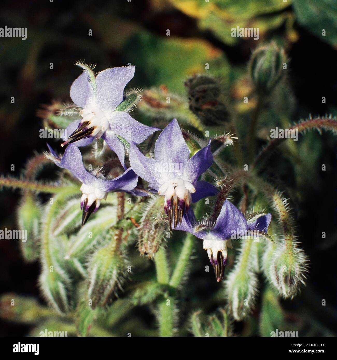 Freesia refracta immagini e fotografie stock ad alta risoluzione - Alamy