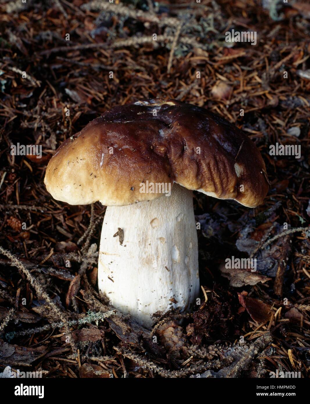 Boletus pinicola immagini e fotografie stock ad alta risoluzione - Alamy