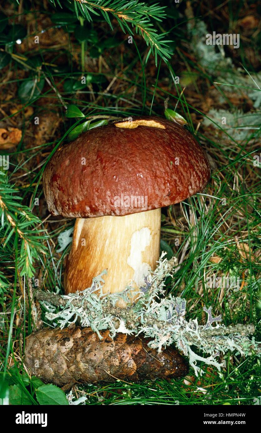 Boletus pinicola immagini e fotografie stock ad alta risoluzione - Alamy