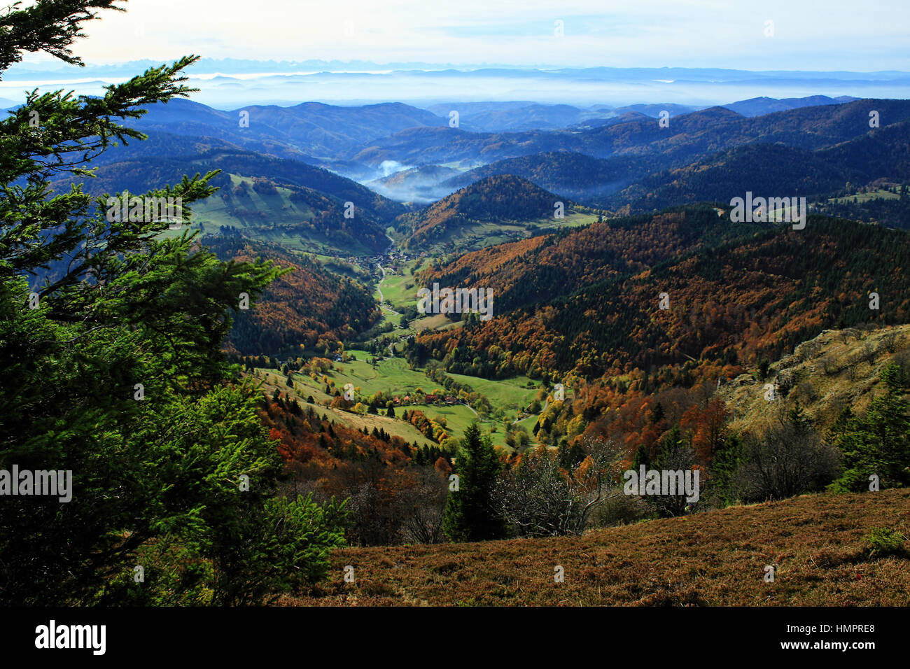 Foresta nera immagini e fotografie stock ad alta risoluzione - Alamy