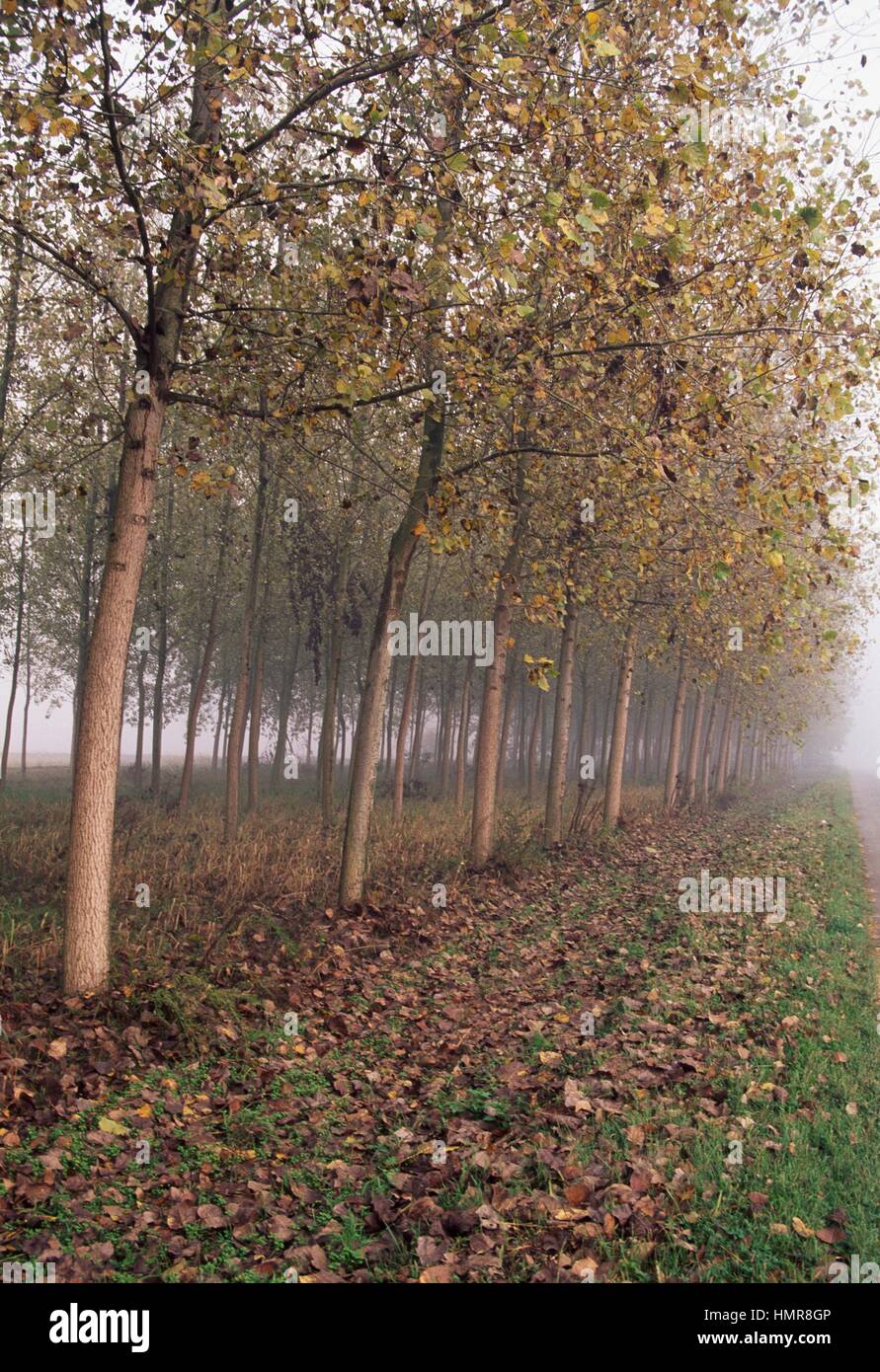Populus a canadensis immagini e fotografie stock ad alta risoluzione ...