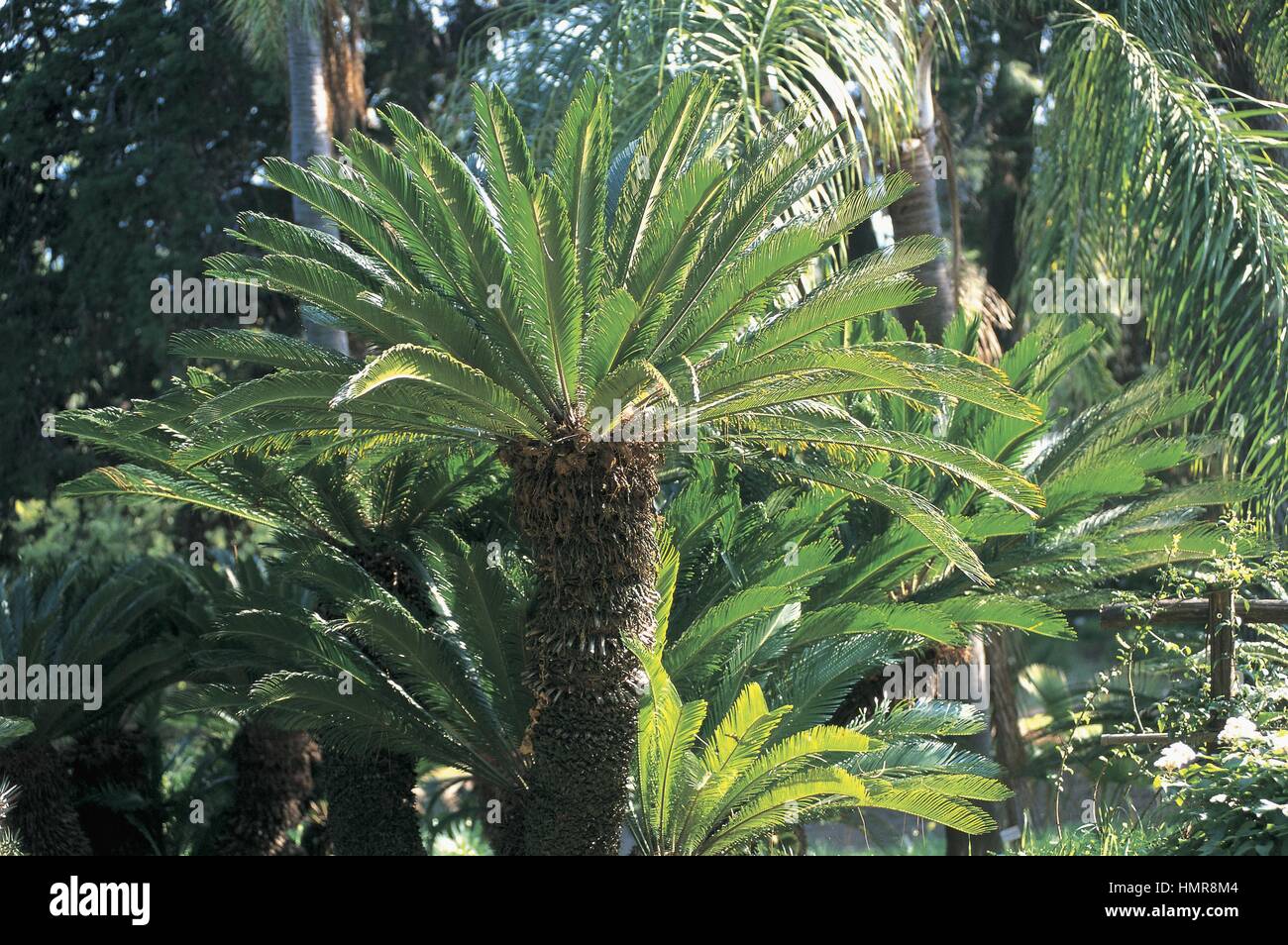 Botanica - Alberi - Cycadaceae. Il sago palm (Cycas revoluta Foto stock ...