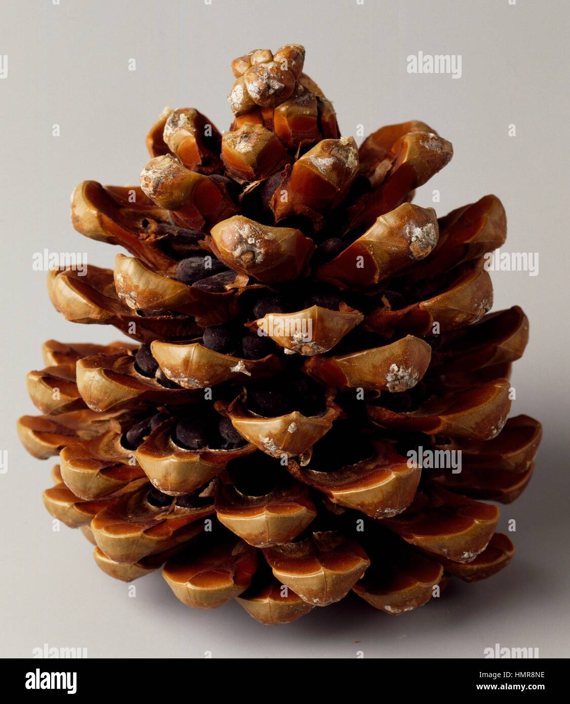 Strobilus pinus immagini e fotografie stock ad alta risoluzione - Alamy