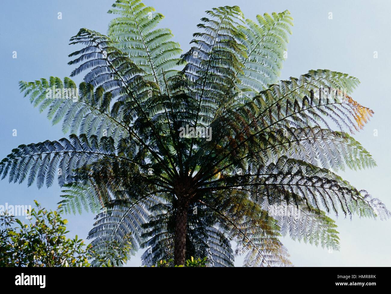 Botanica cyatheaceae immagini e fotografie stock ad alta risoluzione ...
