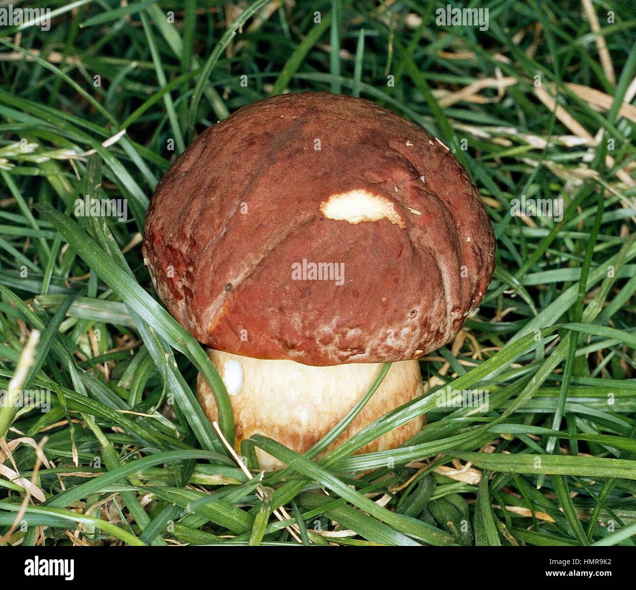 Boletus pinicola immagini e fotografie stock ad alta risoluzione - Alamy