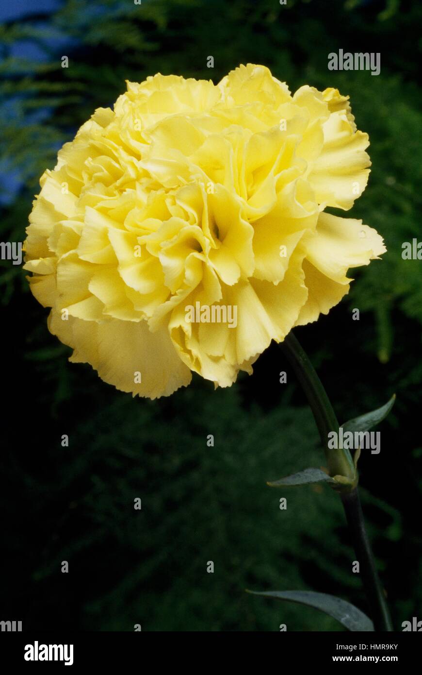 Garofano garofano dianthus immagini e fotografie stock ad alta ...