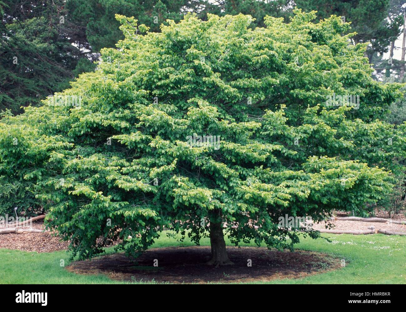 Carpinus betulus fastigiata immagini e fotografie stock ad alta ...