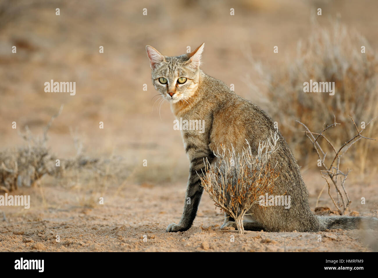 Un africano il gatto selvatico (Felis silvestris lybica), Deserto ...