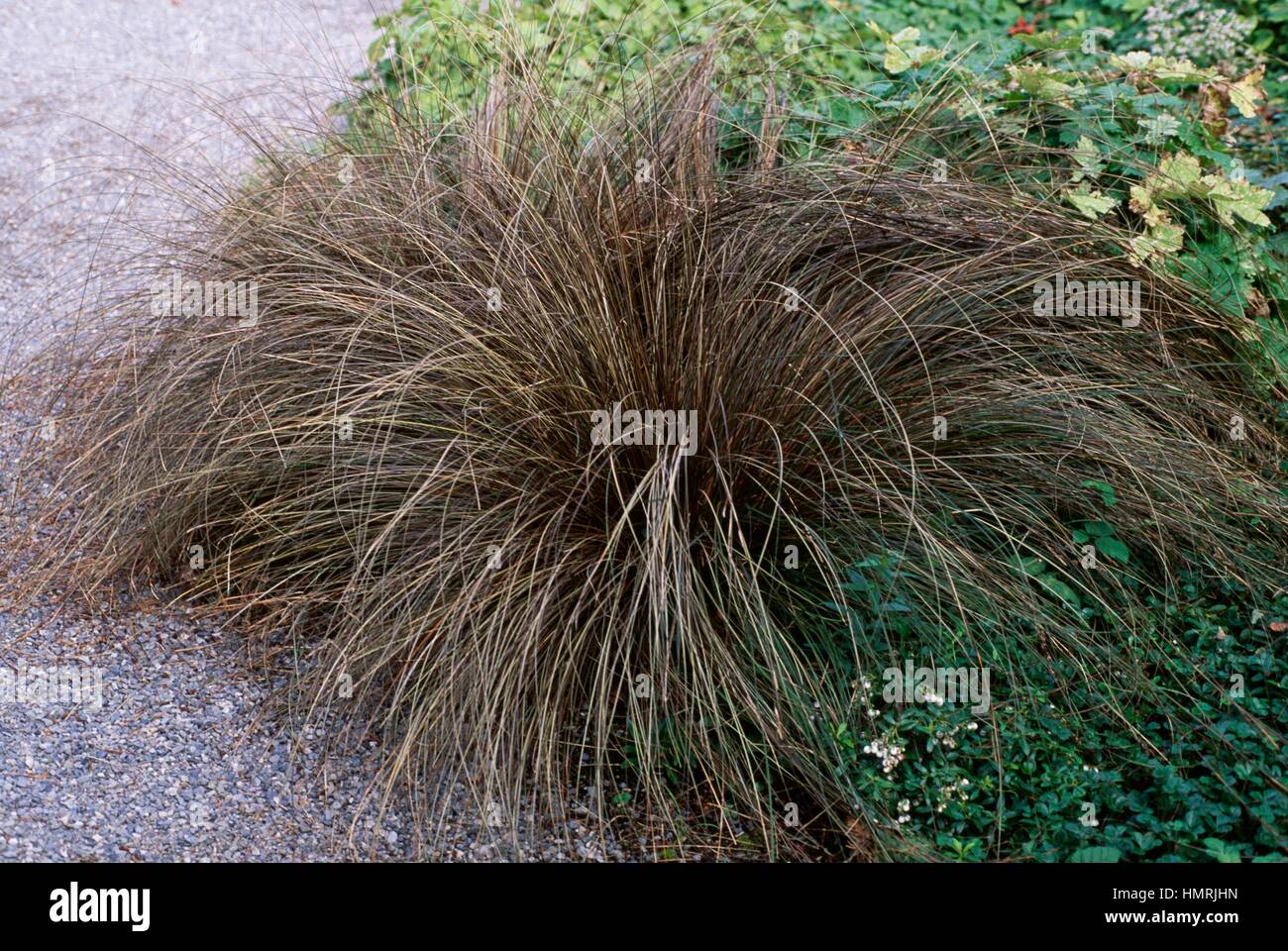 Carex buchananii immagini e fotografie stock ad alta risoluzione - Alamy