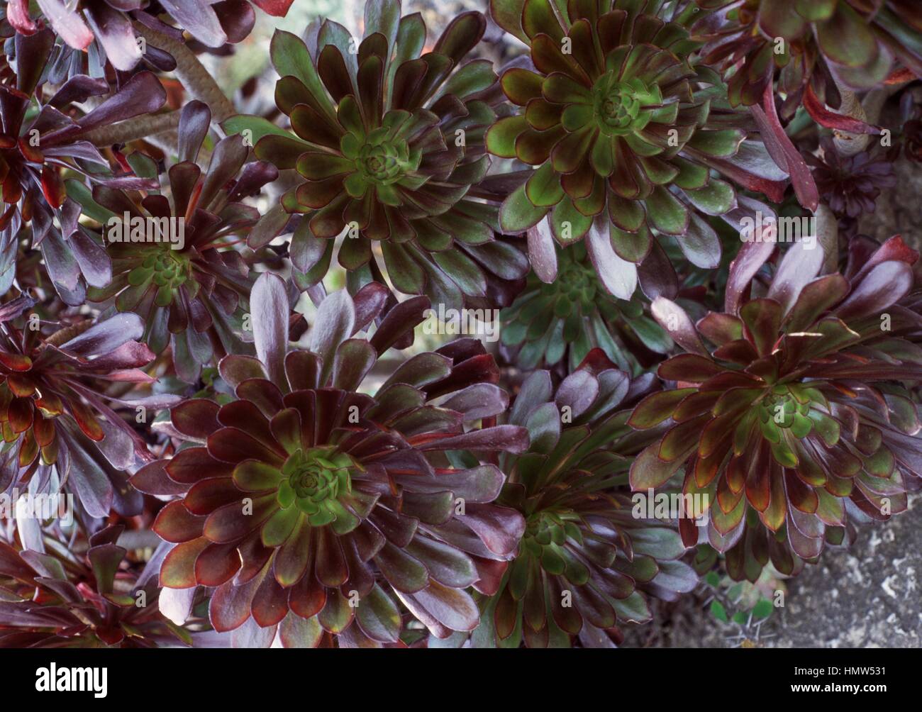 Viola (aeonium Aeonium arboreum atropurpureum), Piante succulente ...