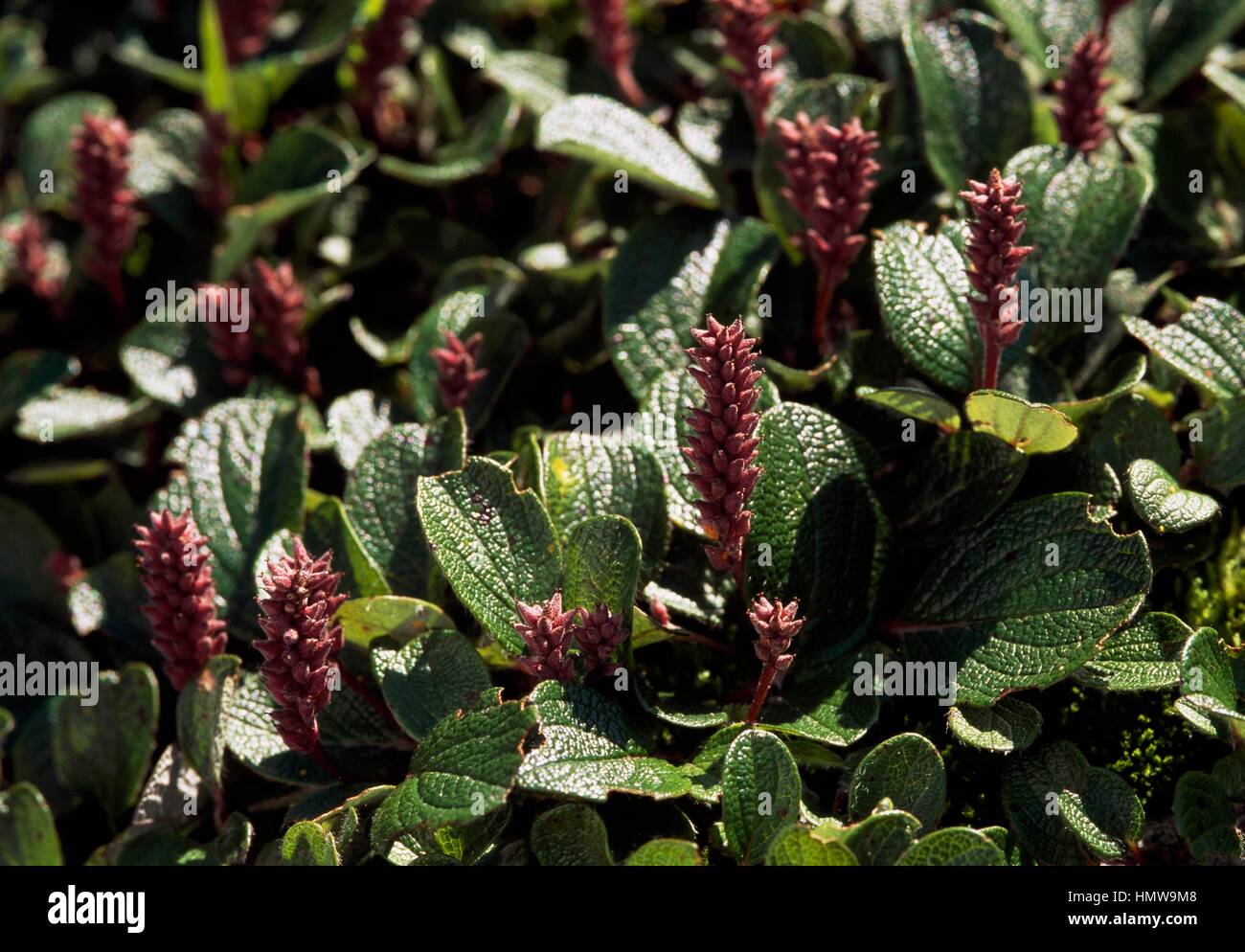 Salix reticulata immagini e fotografie stock ad alta risoluzione - Alamy