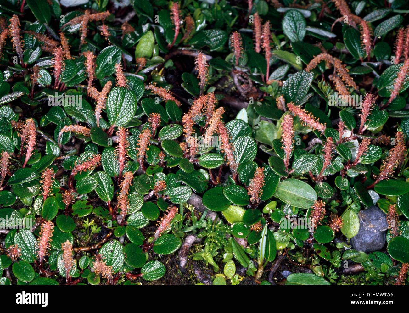 Salix reticulata immagini e fotografie stock ad alta risoluzione - Alamy