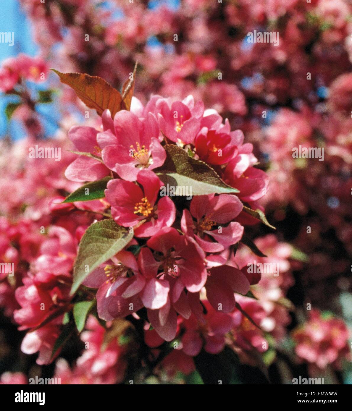 Malus communis immagini e fotografie stock ad alta risoluzione - Alamy