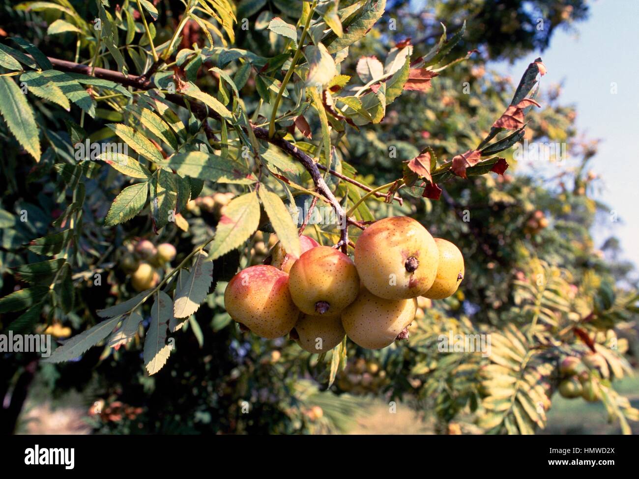 Sorb tree sorbus domestica immagini e fotografie stock ad alta ...