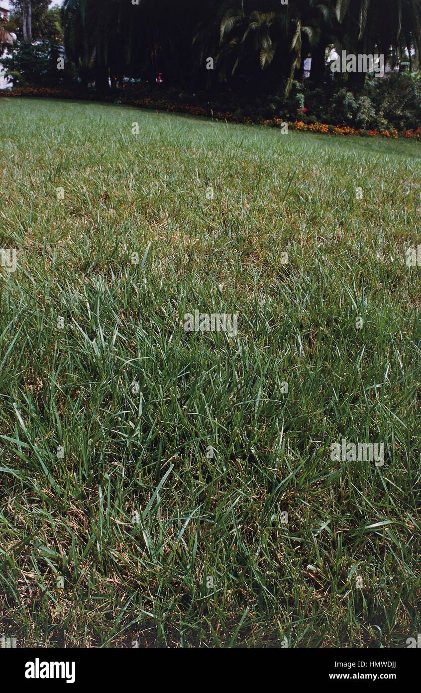 Tall fescue festuca arundinacea immagini e fotografie stock ad alta ...