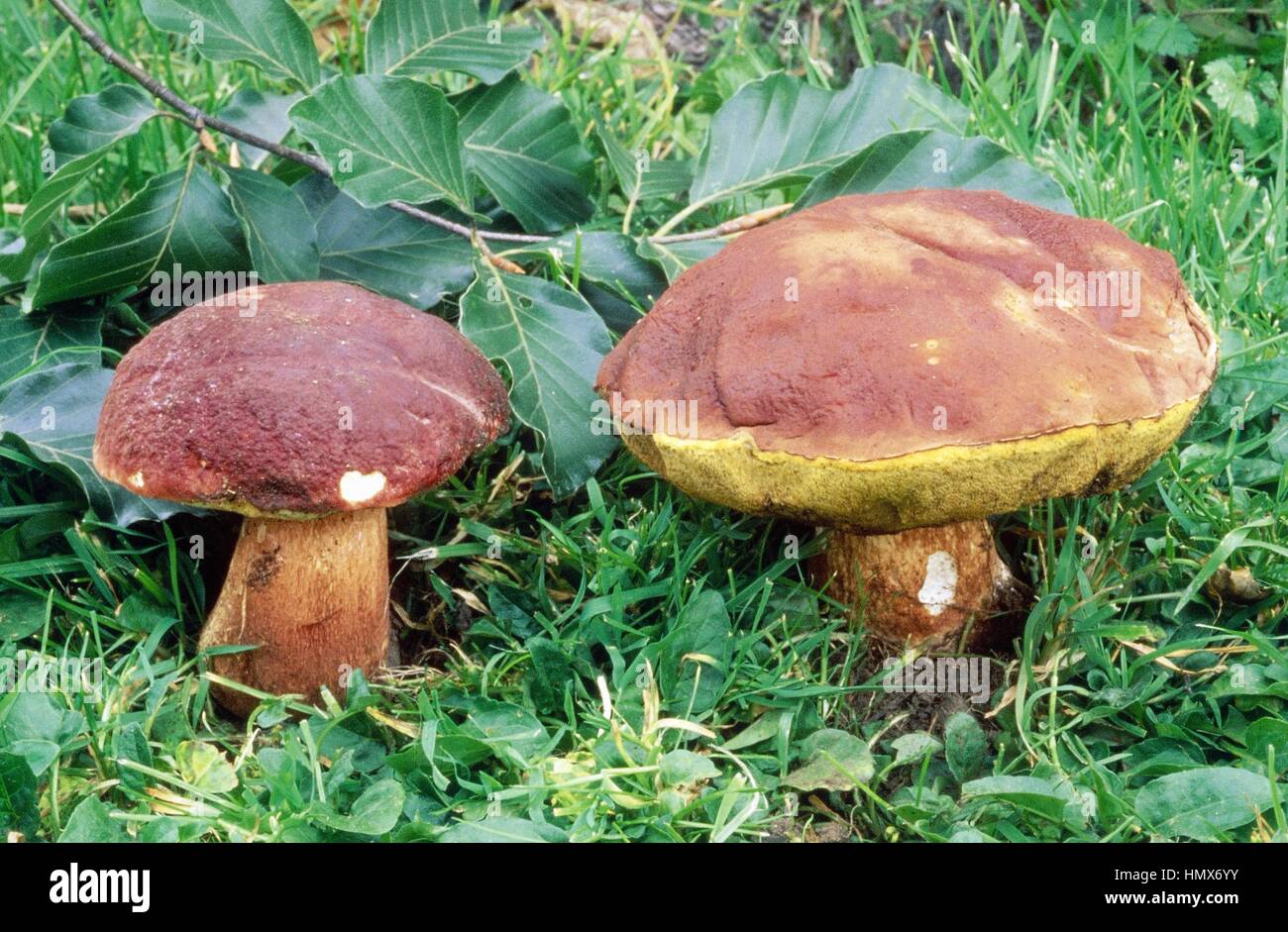 Boletus pinicola immagini e fotografie stock ad alta risoluzione - Alamy