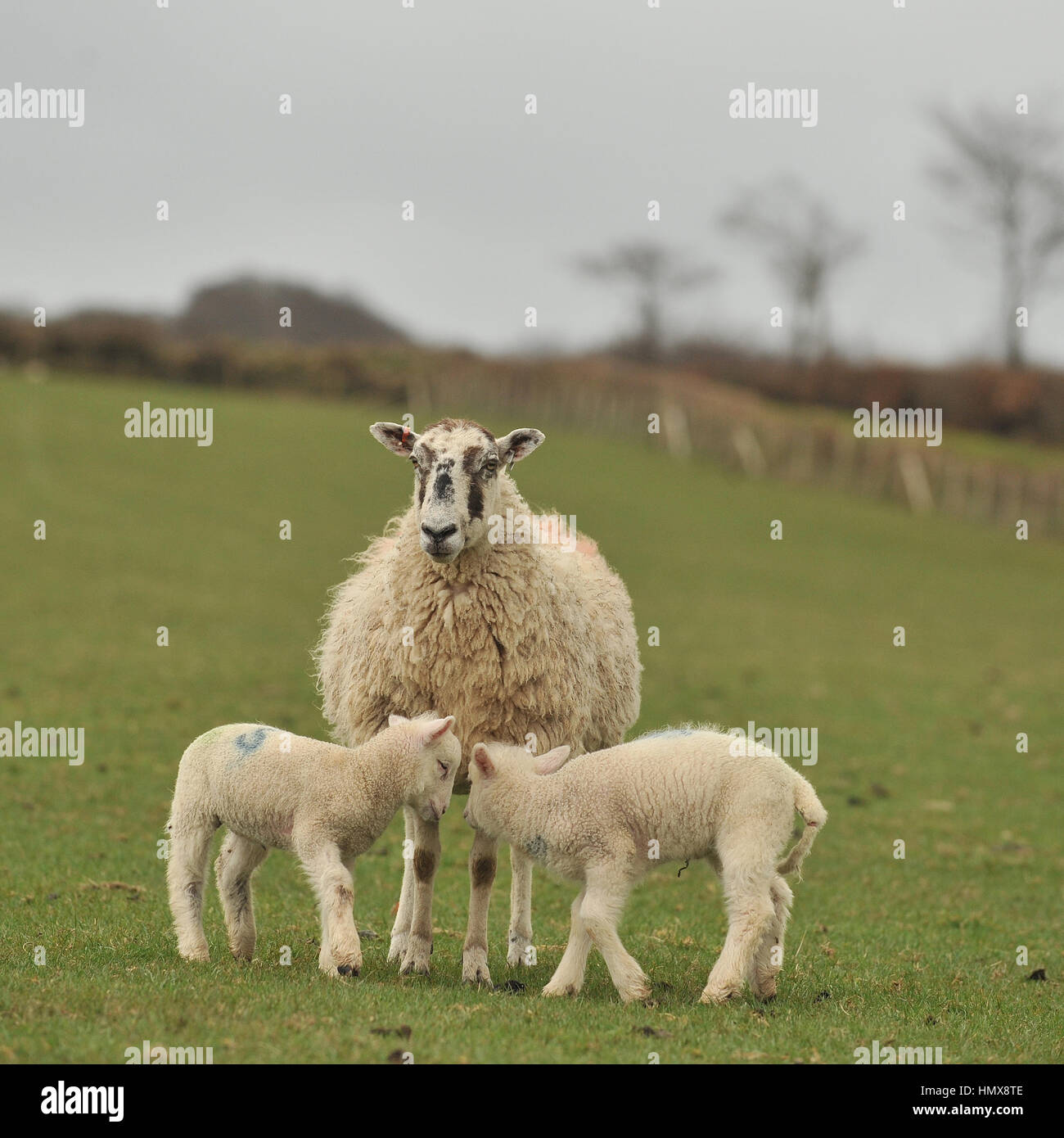Gemello maschio e femmina immagini e fotografie stock ad alta ...
