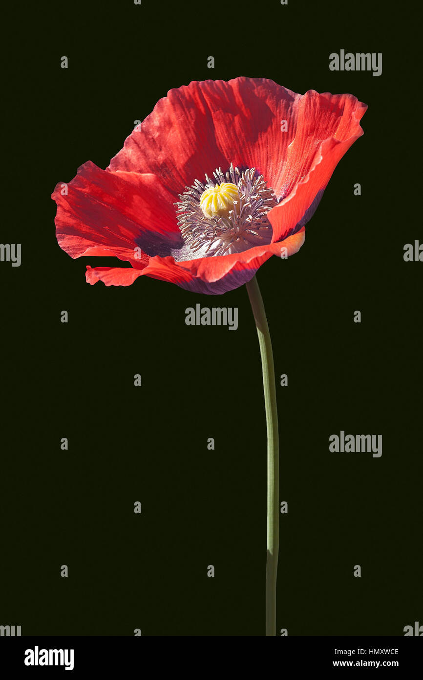 Papavero (Papaver somniferum). Chiamato giardino anche di papavero. Un ...