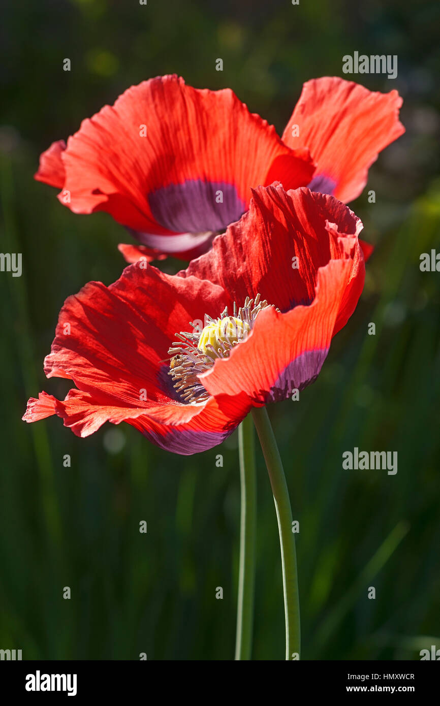 Papavero (Papaver somniferum). Chiamato giardino anche di papavero. Un ...