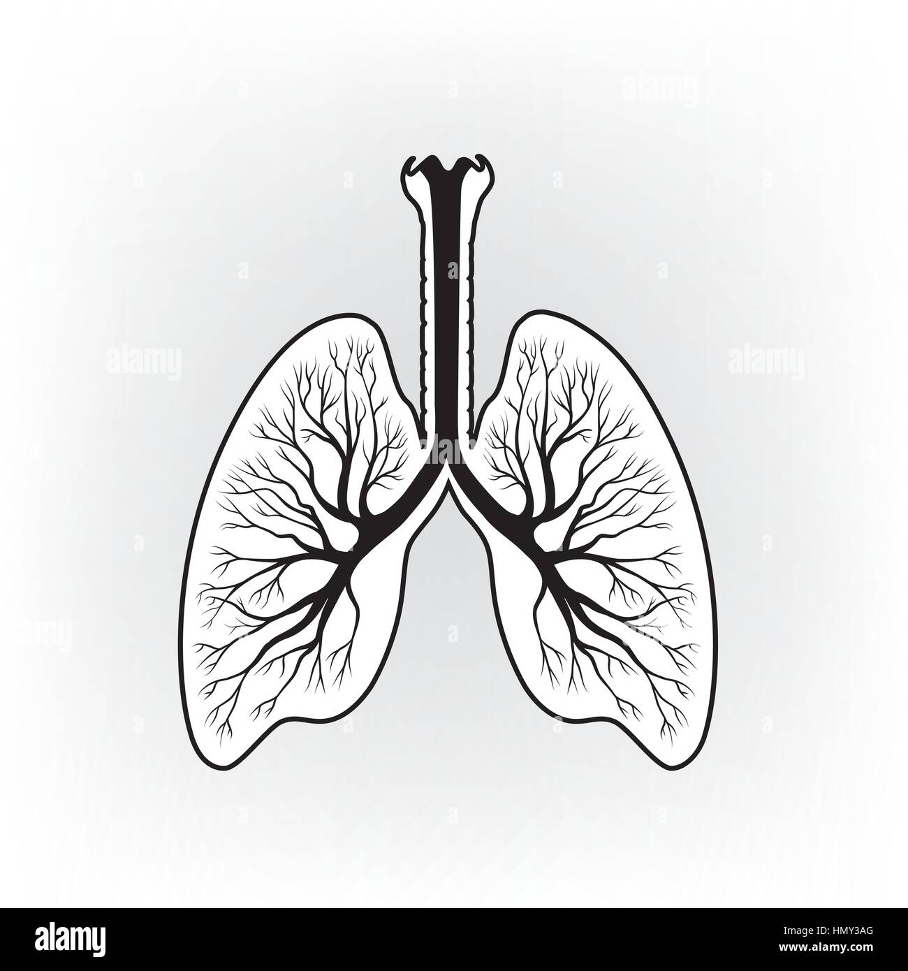 Anatomia torace Immagini Vettoriali Stock - Alamy