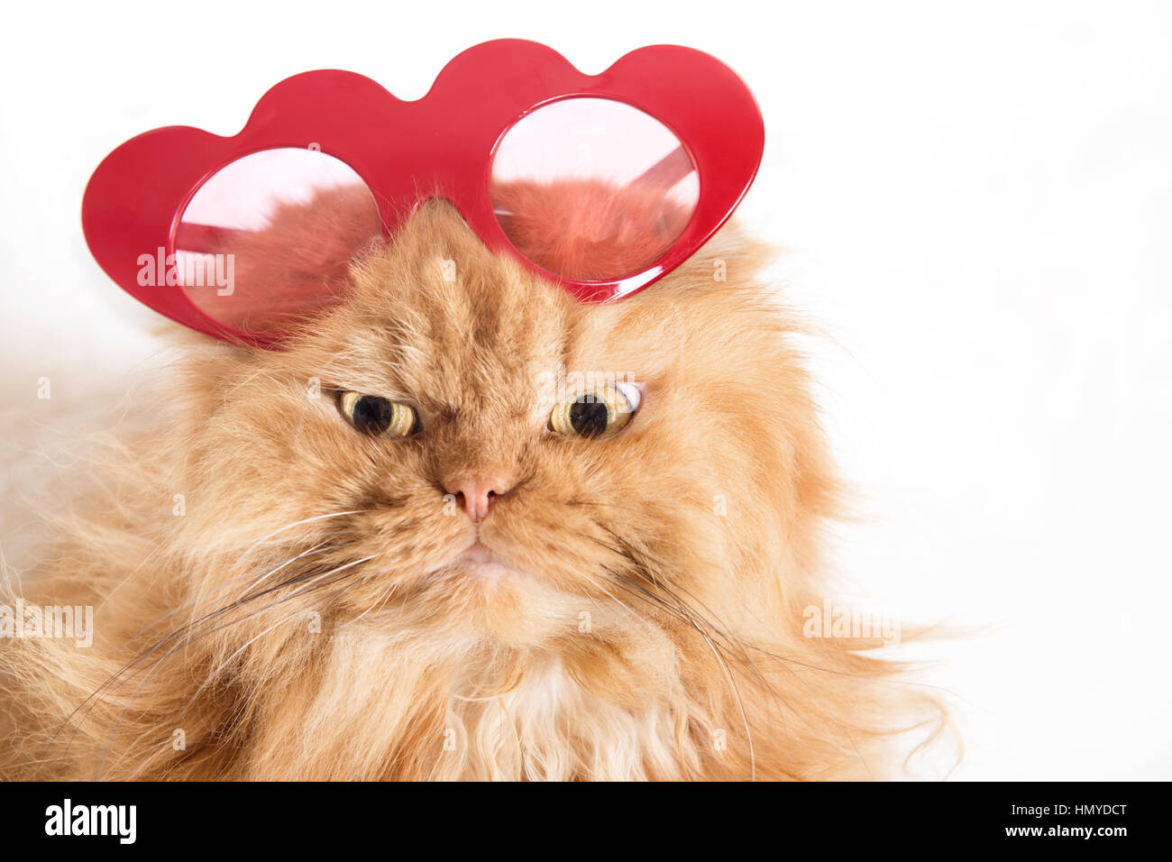 Immagini gatto immagini e fotografie stock ad alta risoluzione - Alamy