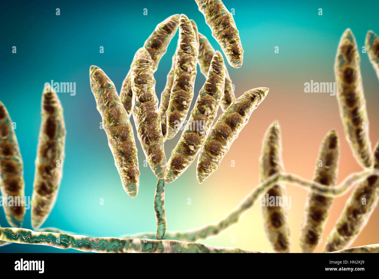 Fusarium sp immagini e fotografie stock ad alta risoluzione - Alamy