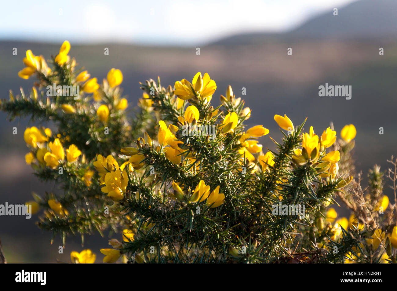 Cespuglio fiorito nativo immagini e fotografie stock ad alta ...