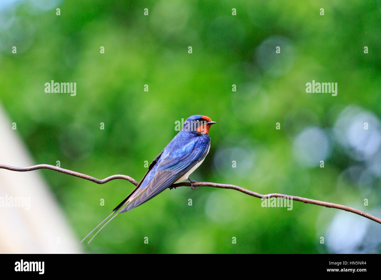 Primo segno di rondine simbolo a molla,il simbolo della primavera, il ...