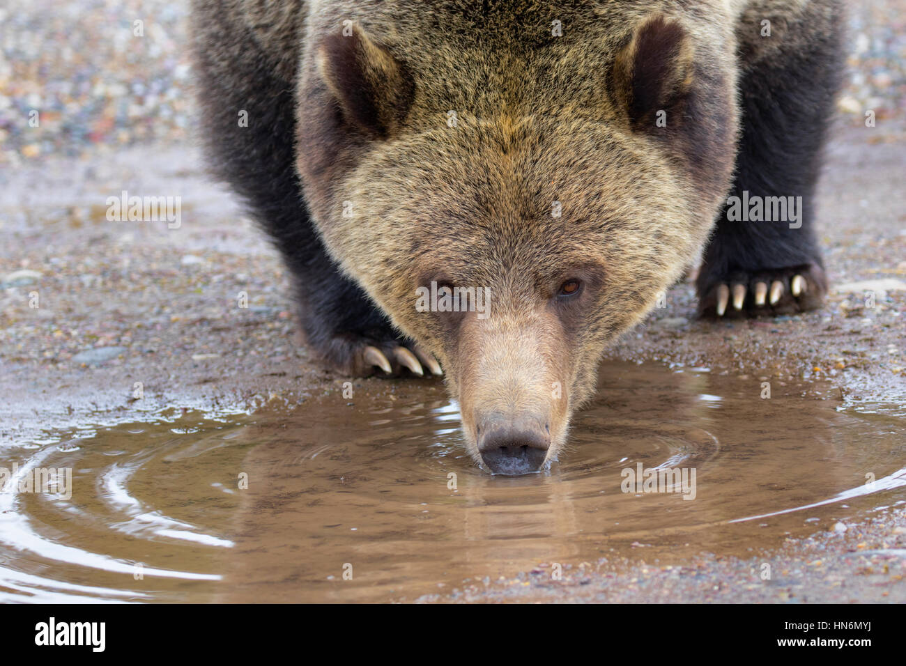 Angry grizzly bear immagini e fotografie stock ad alta risoluzione - Alamy