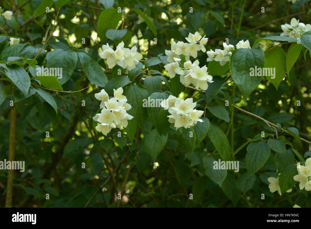 Falso philadelphus arancione immagini e fotografie stock ad alta ...
