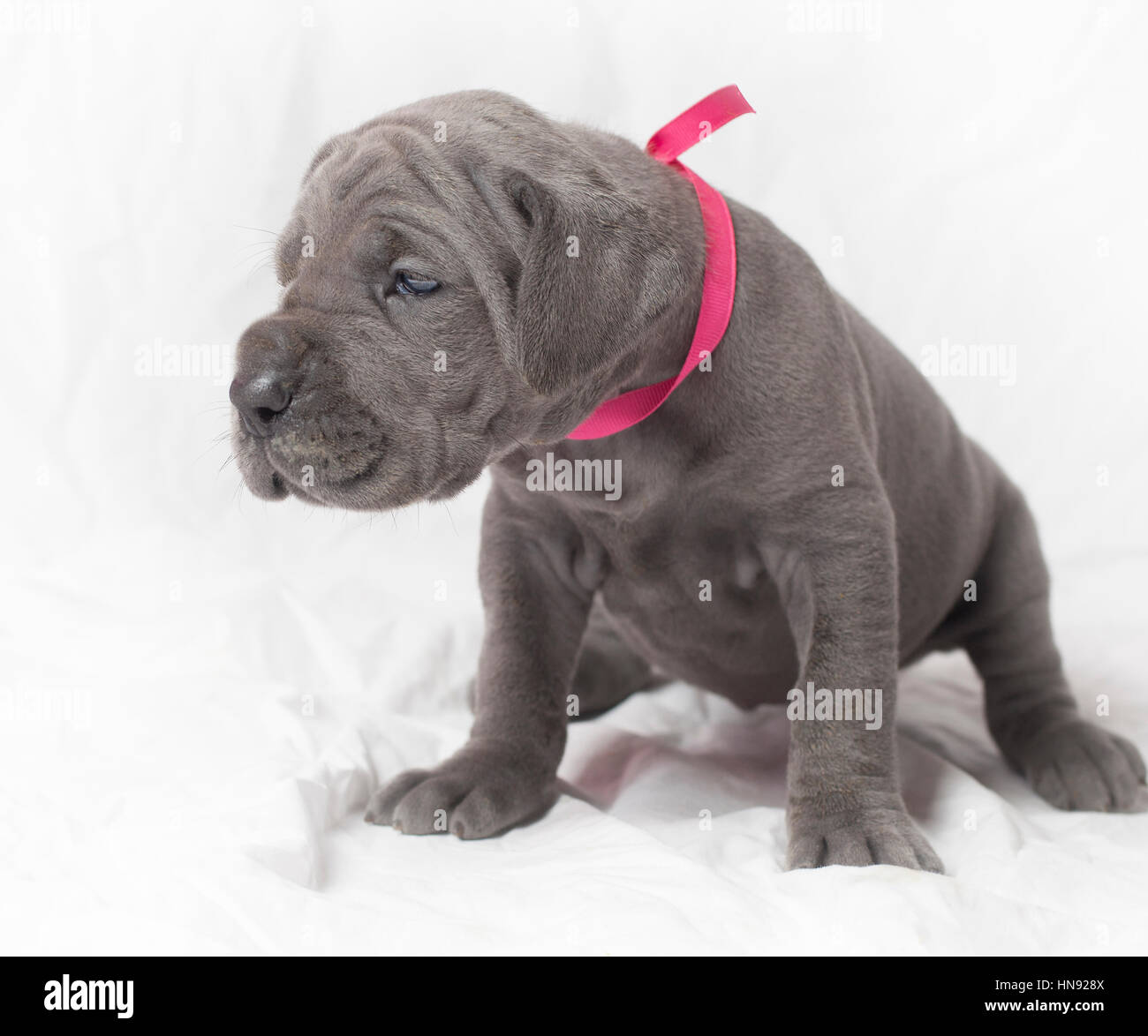 Cucciolo di alano blu immagini e fotografie stock ad alta risoluzione ...