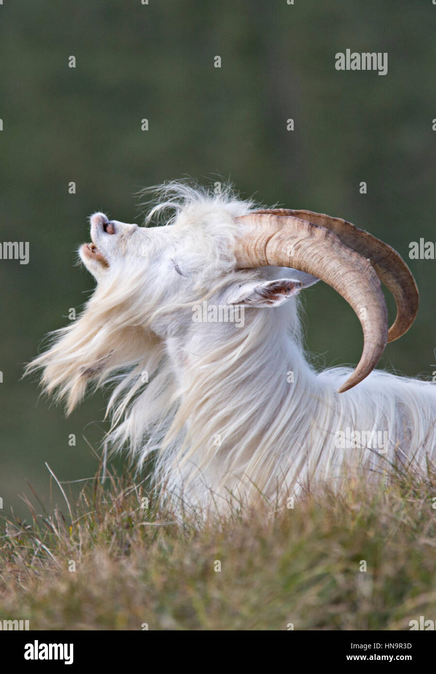 Maschio irsuto immagini e fotografie stock ad alta risoluzione - Alamy