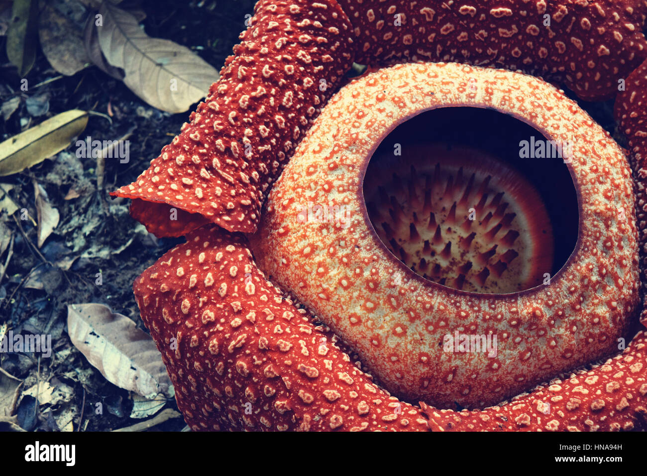 Fiore di cadavere della foresta pluviale immagini e fotografie stock ad ...
