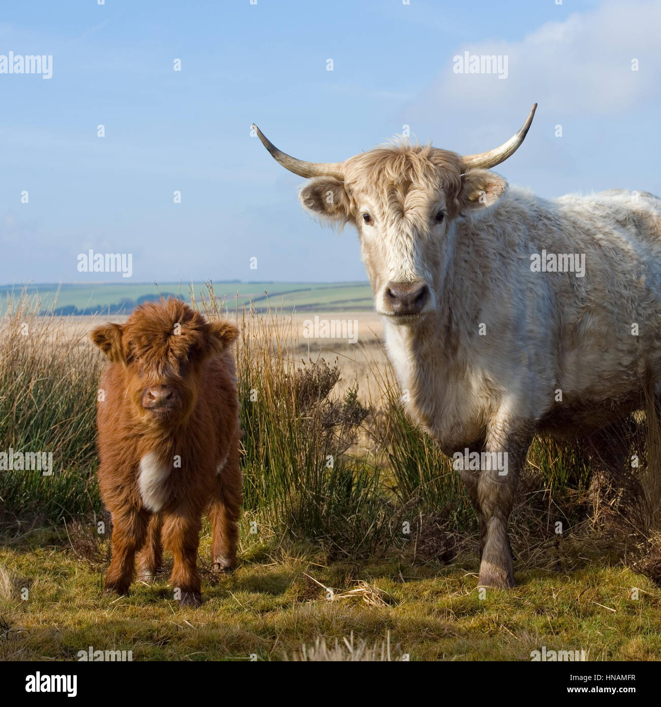 Mucca con grandi corna immagini e fotografie stock ad alta risoluzione ...