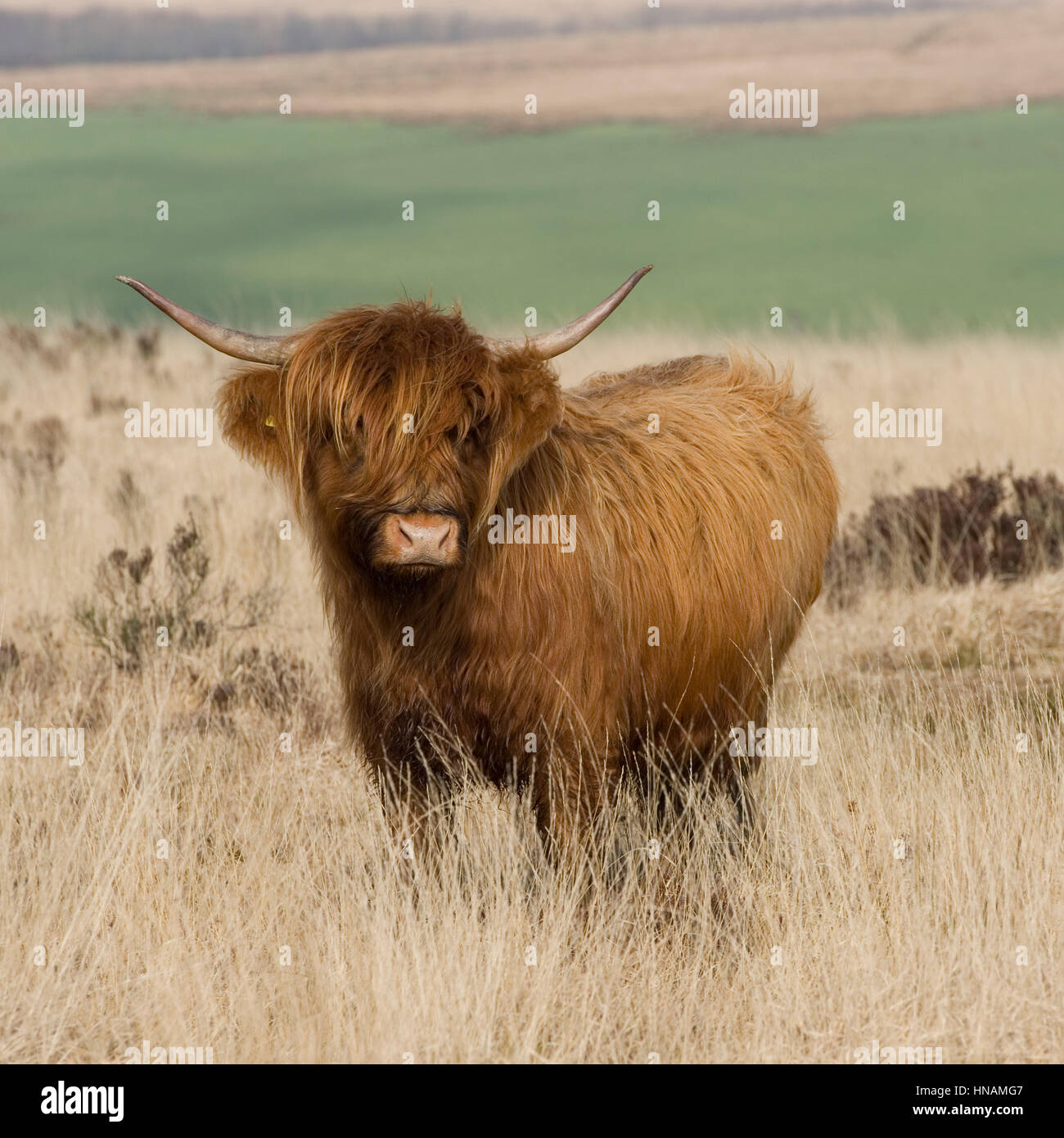 Mucca con grandi corna immagini e fotografie stock ad alta risoluzione ...
