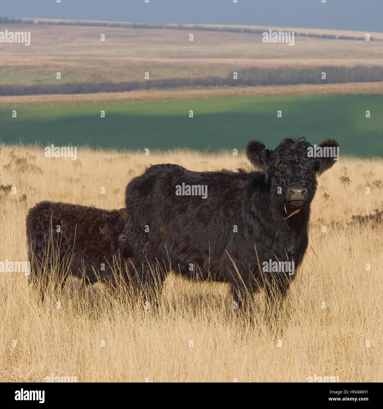 Madre mucca immagini e fotografie stock ad alta risoluzione - Alamy